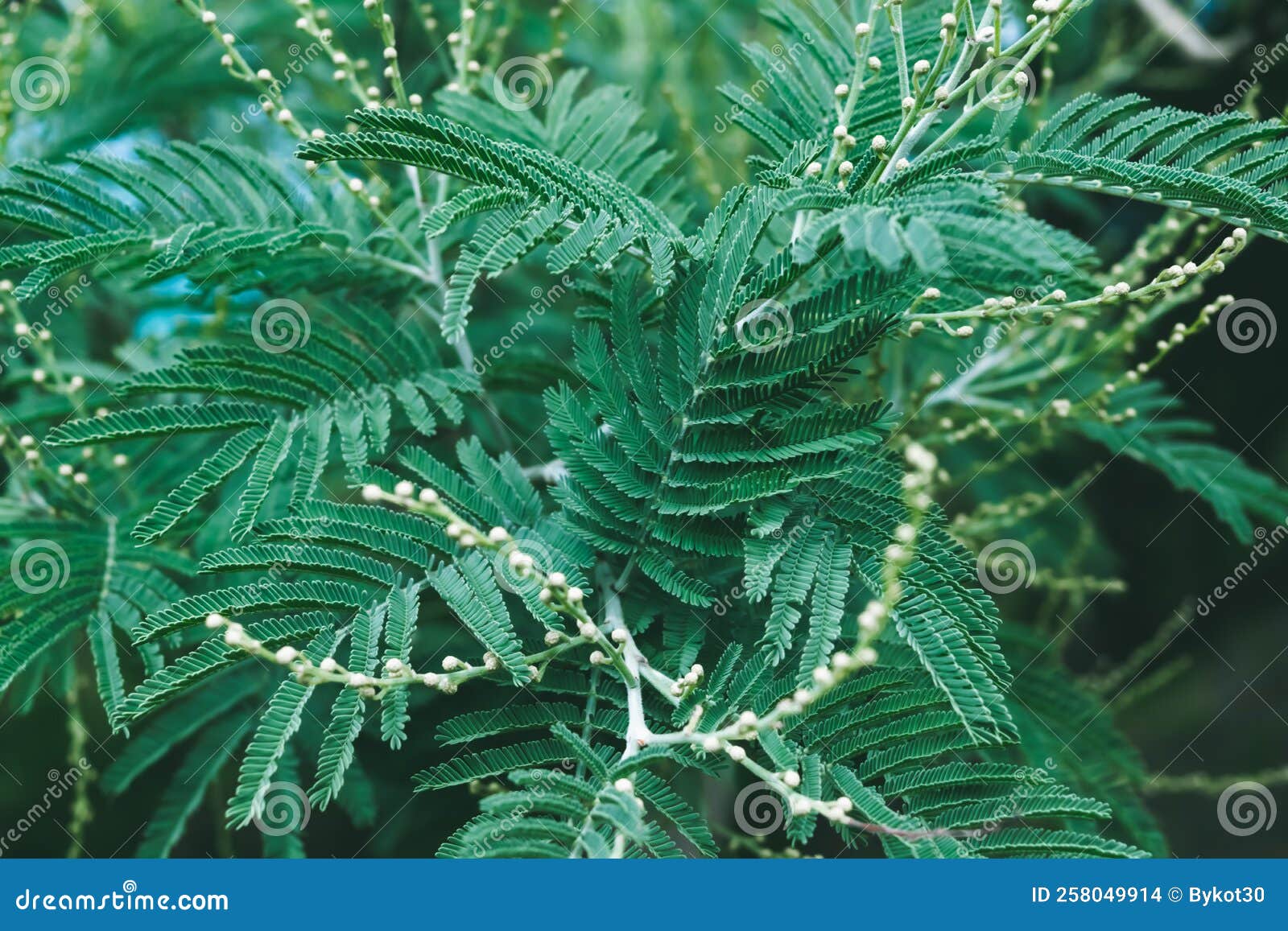 Green Leaves of Acacia Dealbata, Close-up Stock Photo - Image of flora ...