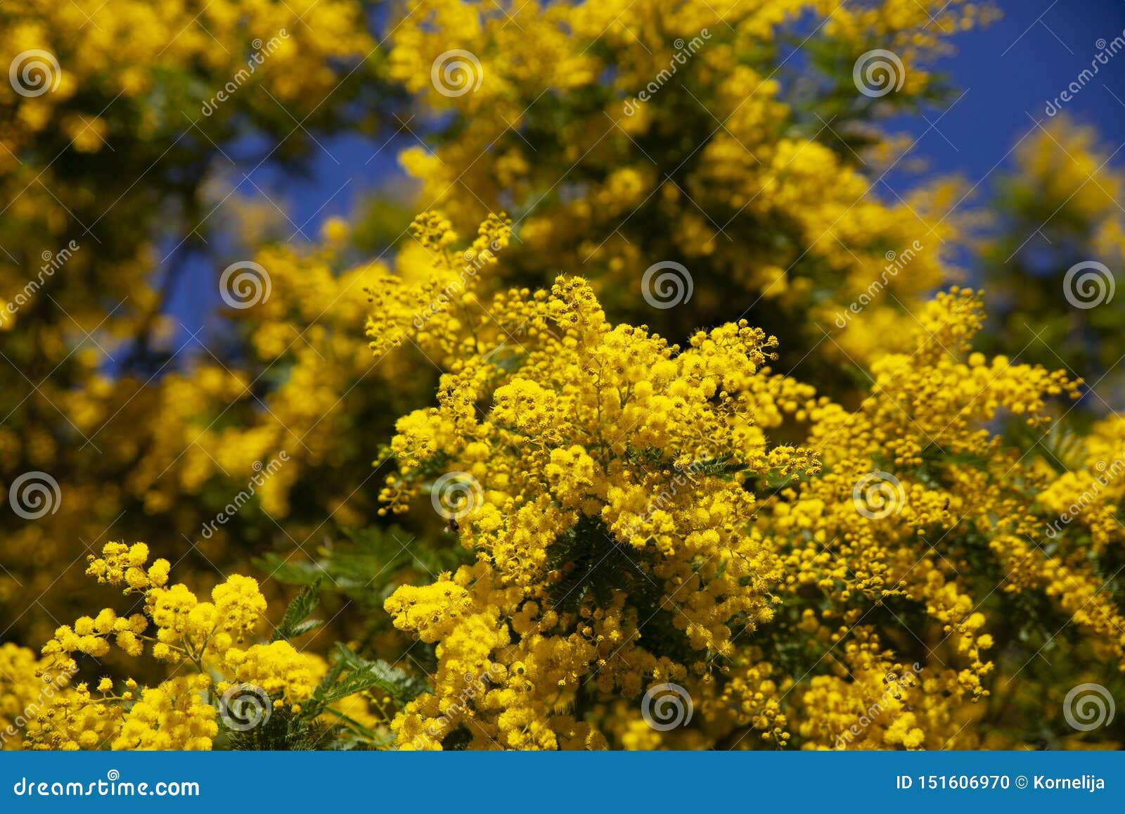Acacia dealbata flowers stock photo. Image of green - 151606970