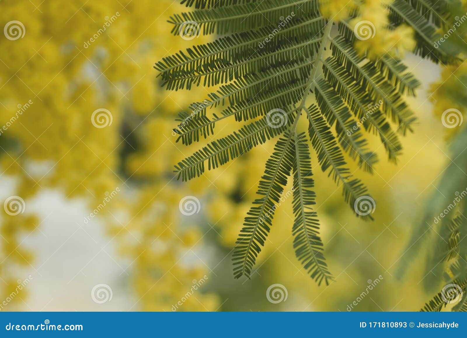 Acacia Dealbata, Known As Silver Wattle, Blue Wattle Or Mimosa Royalty ...