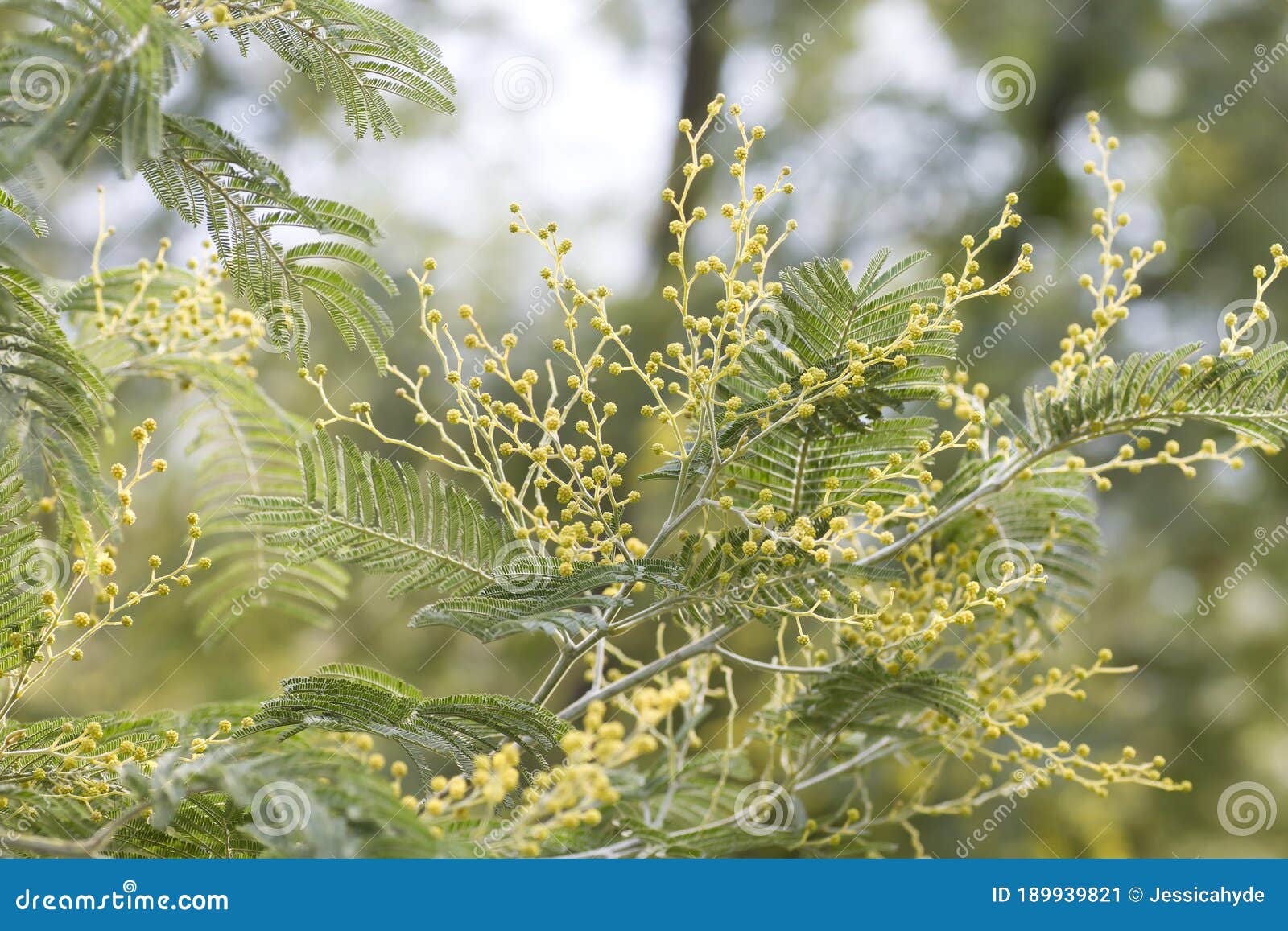 Acacia Dealbata or Silver Wattle Tree Blooming Stock Image - Image of ...