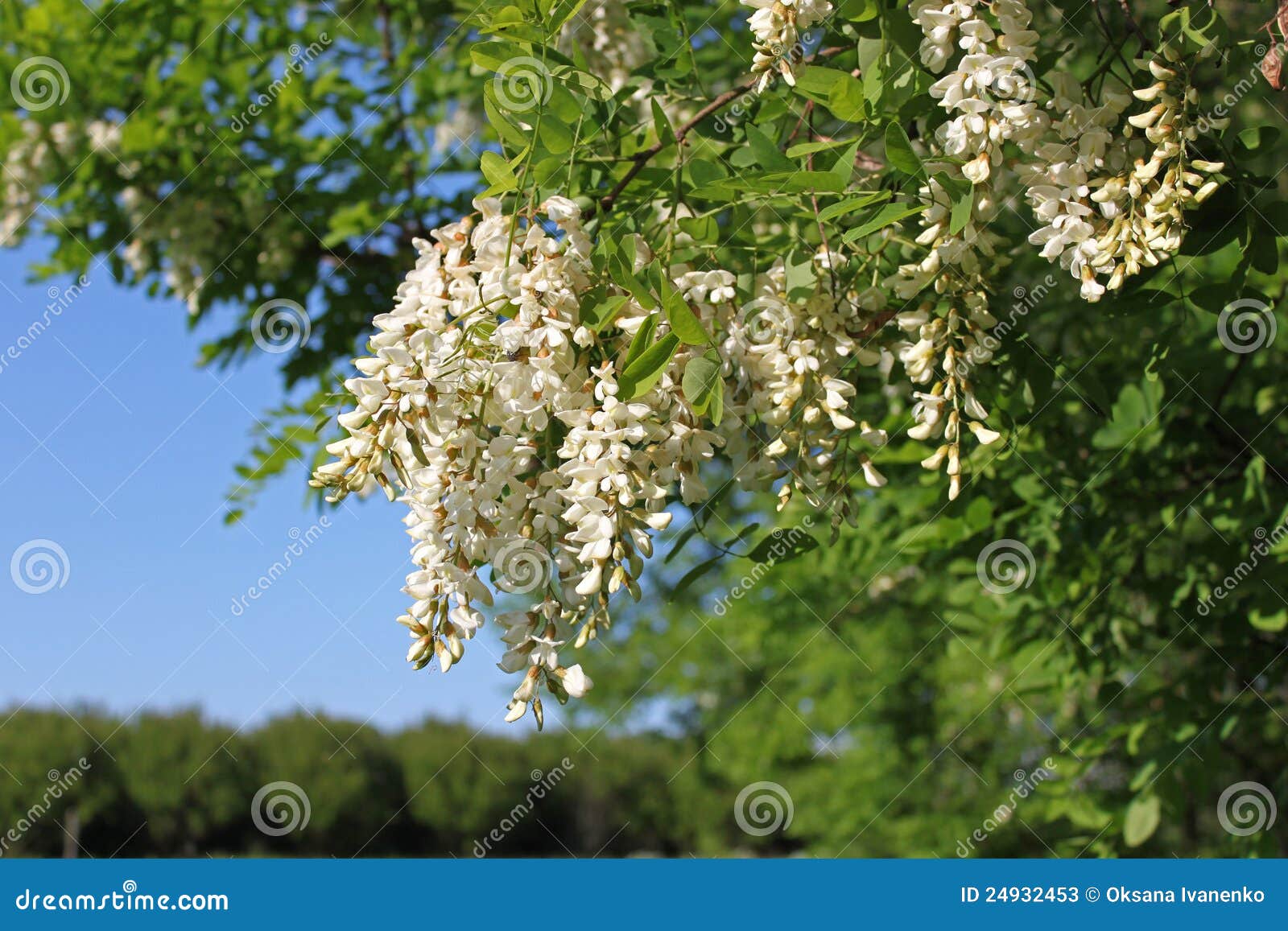 Acacia di fioritura immagine stock. Immagine di verde - 24932453
