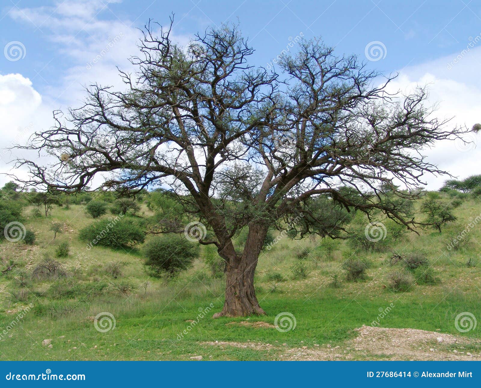 Acacia Erioloba - Camel Thorn Stock Photo - Image of growth, ecology ...