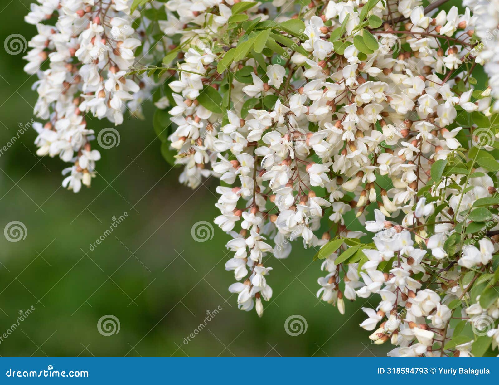 Acacia, Fabaceae, Plantae. a Branch of a Flowering Tree Stock Image ...