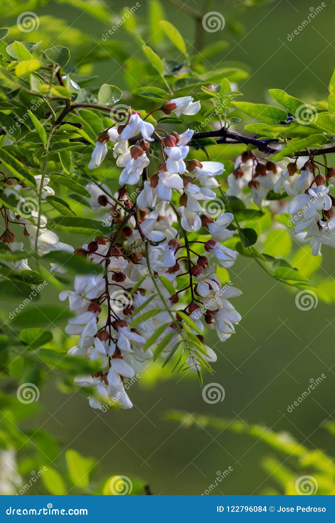 Acacia False Tree Flower stock photo. Image of garden - 122796084