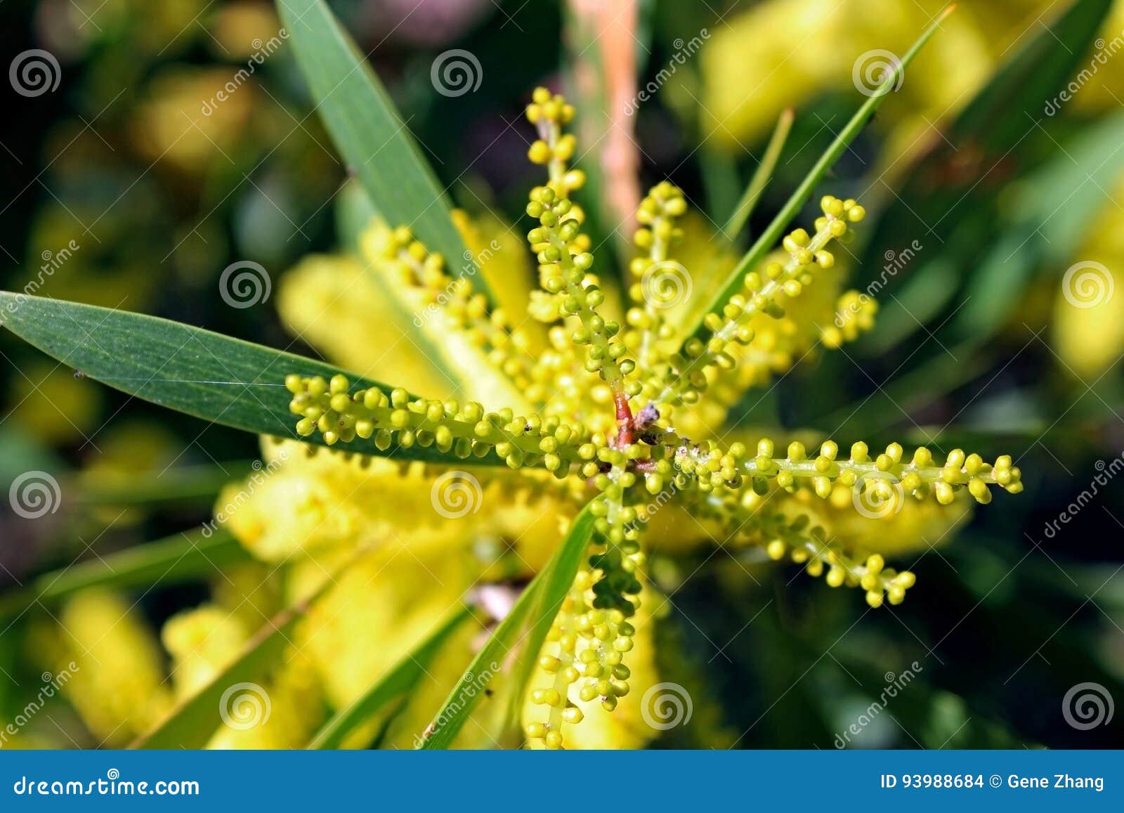 Fever Tree (Vachellia Xanthophloea) Forest In Kruger Park Royalty-Free ...