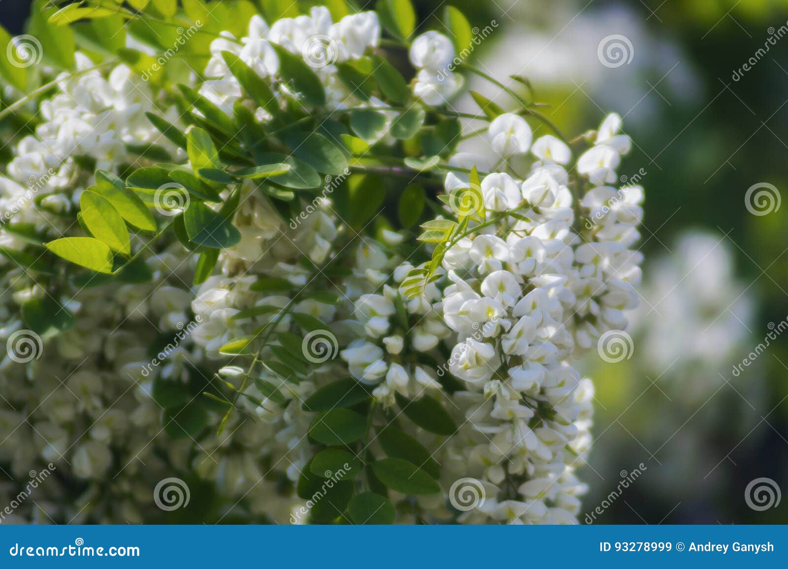 Acacia Flower Closeup. Acacia Tree Bloom Stock Image - Image of ...