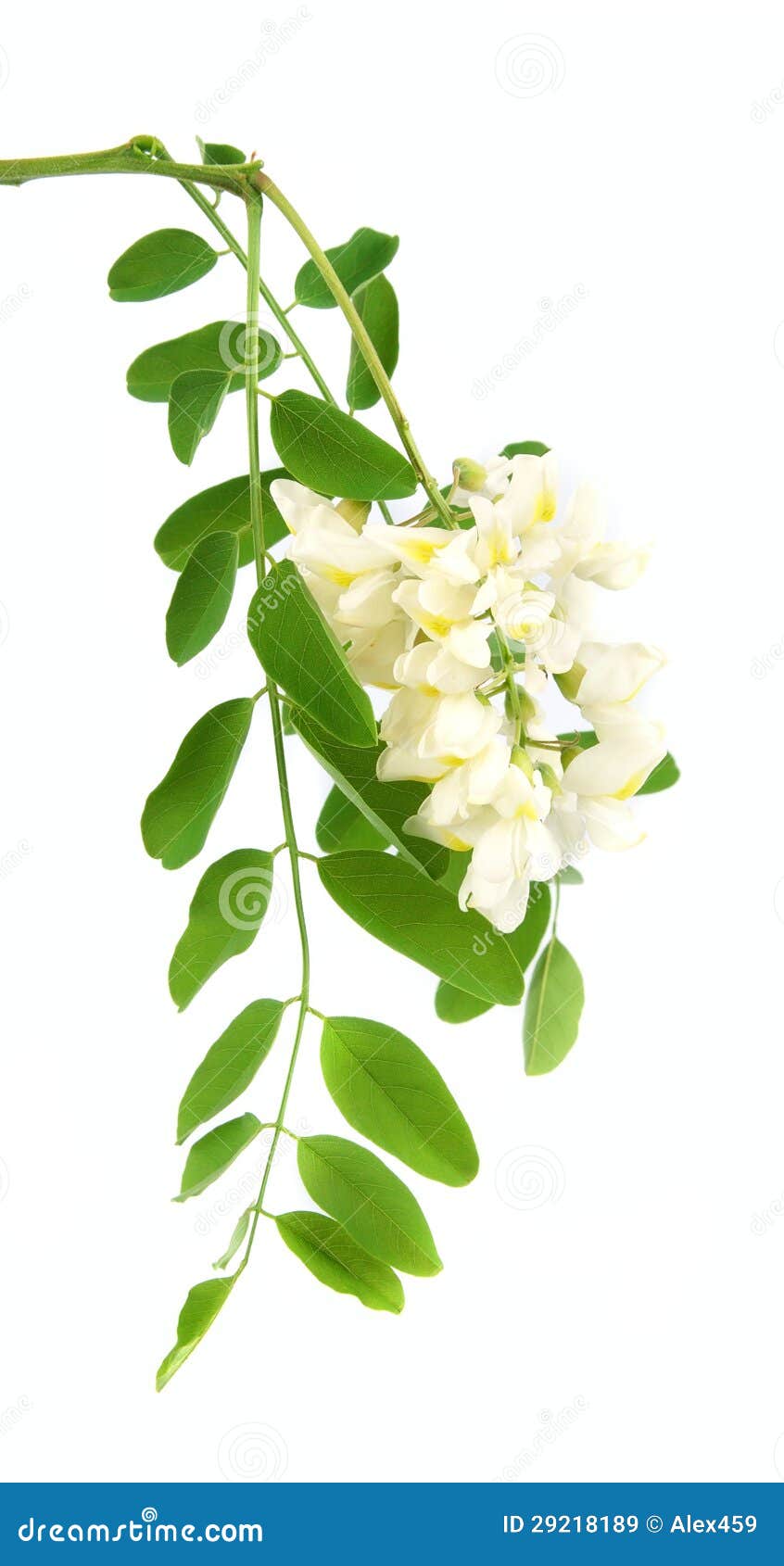 Acacia flowers stock image. Image of acacia, spring, medicine - 29218189