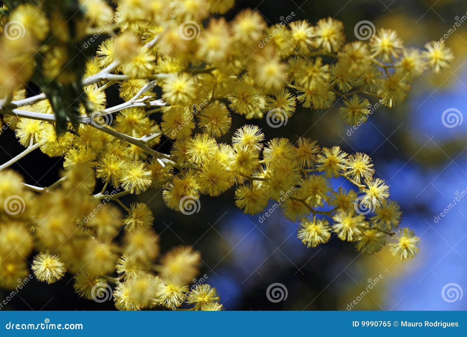 Acacia flowers stock image. Image of portuguese, nature - 9990765