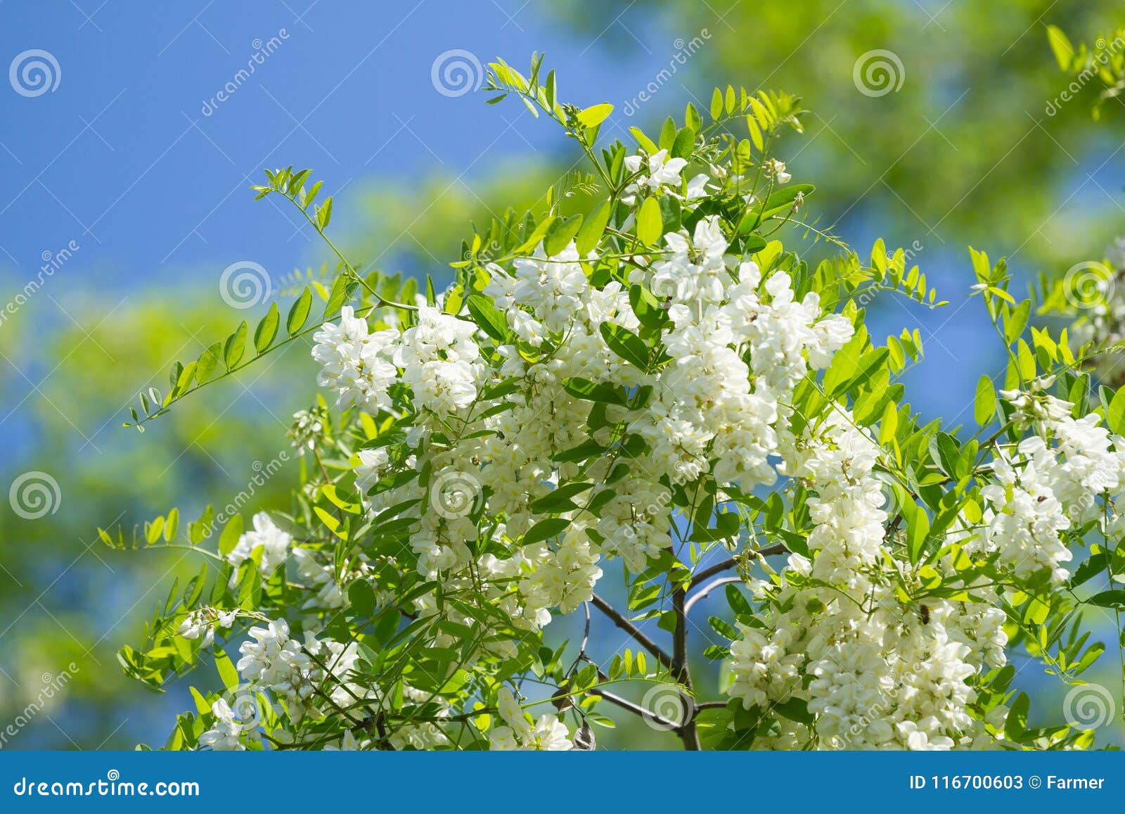 Acacia flowers blossoms stock image. Image of freshness - 116700603