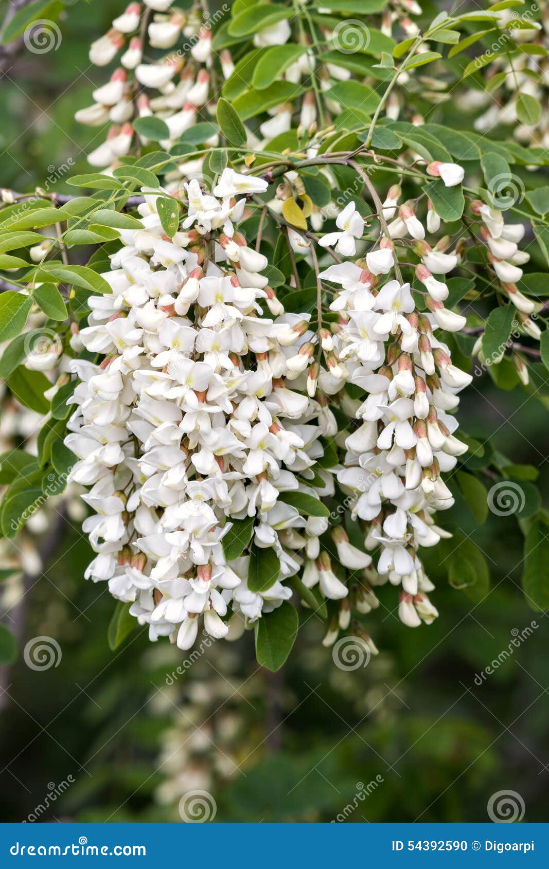 Acacia flowers stock photo. Image of depth, head, brightly - 54392590