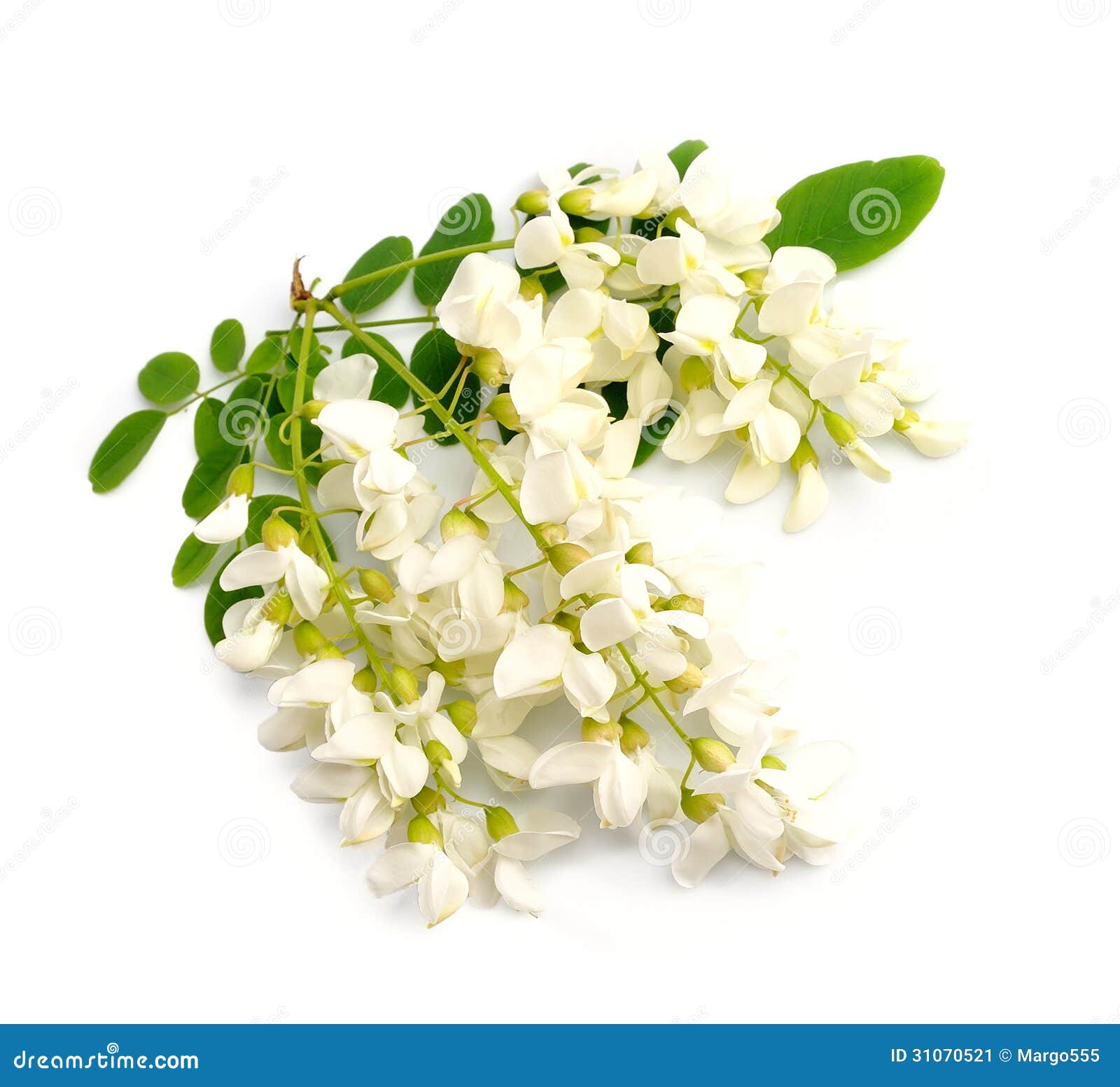 Acacia Flowers Stock Image - Image: 31070521