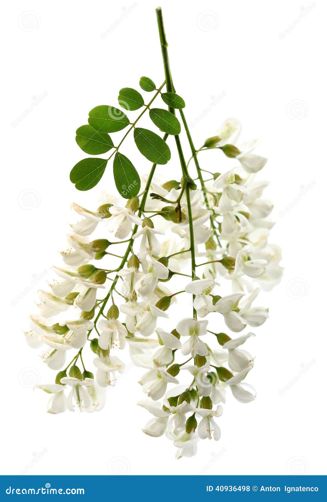 Acacia flowers stock photo. Image of beauty, acacia, wildflower - 40936498