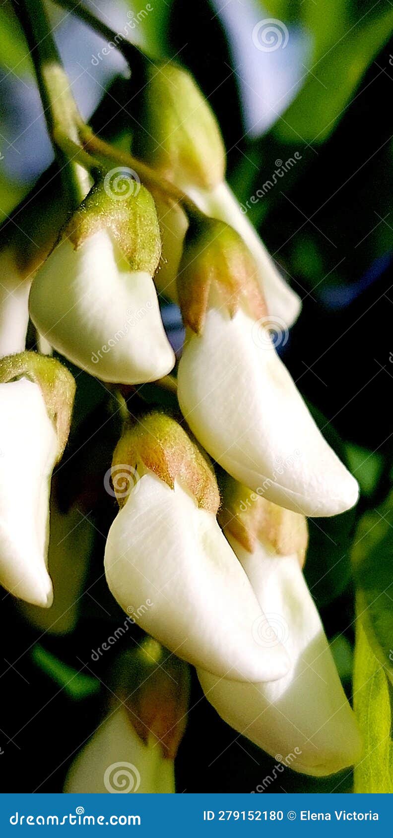 Acacia Flowers, White Bud, Flowers, Budding Stock Photo - Image of ...