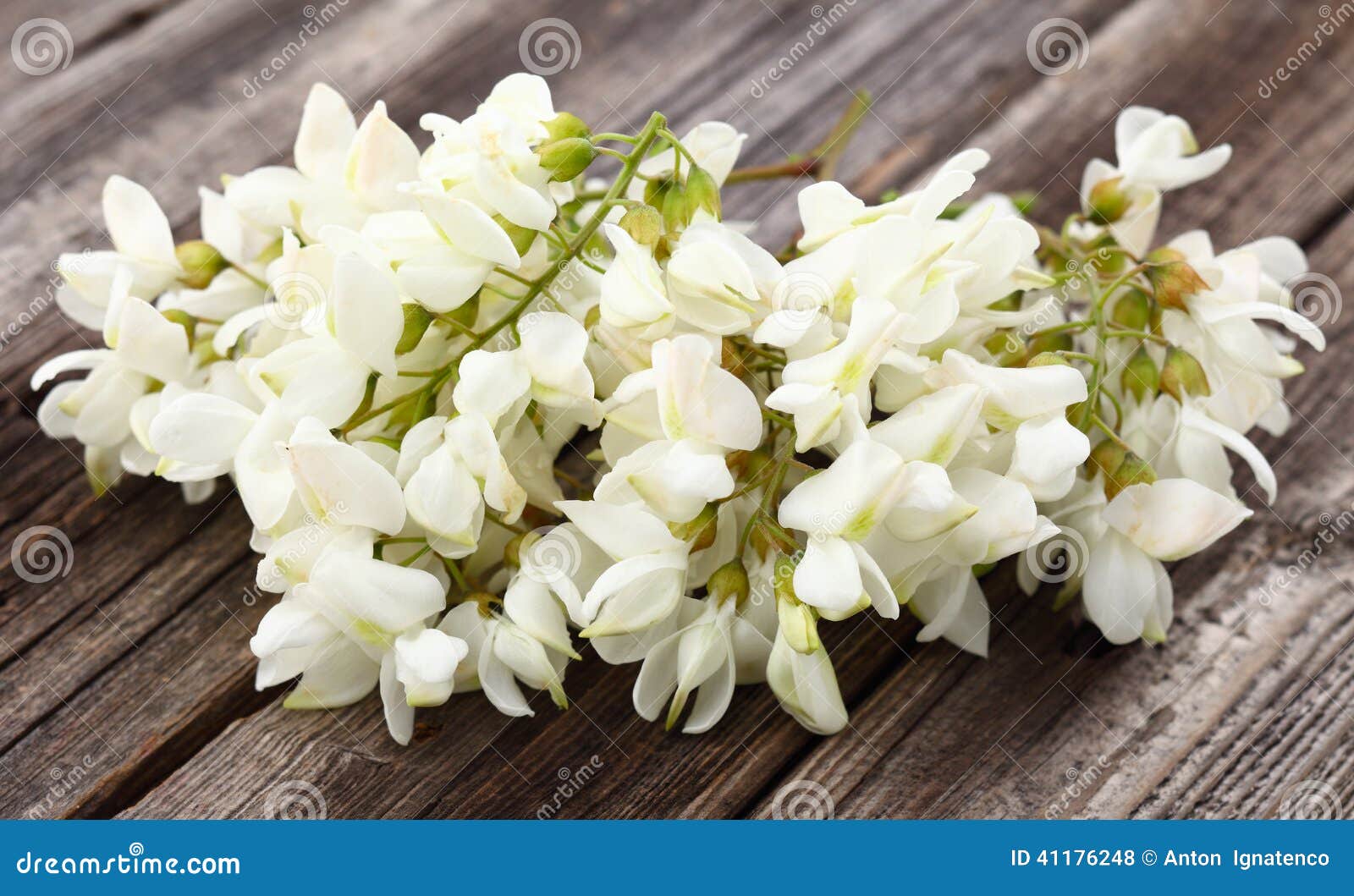 Acacia Flowers Royalty-Free Stock Image | CartoonDealer.com #14386732