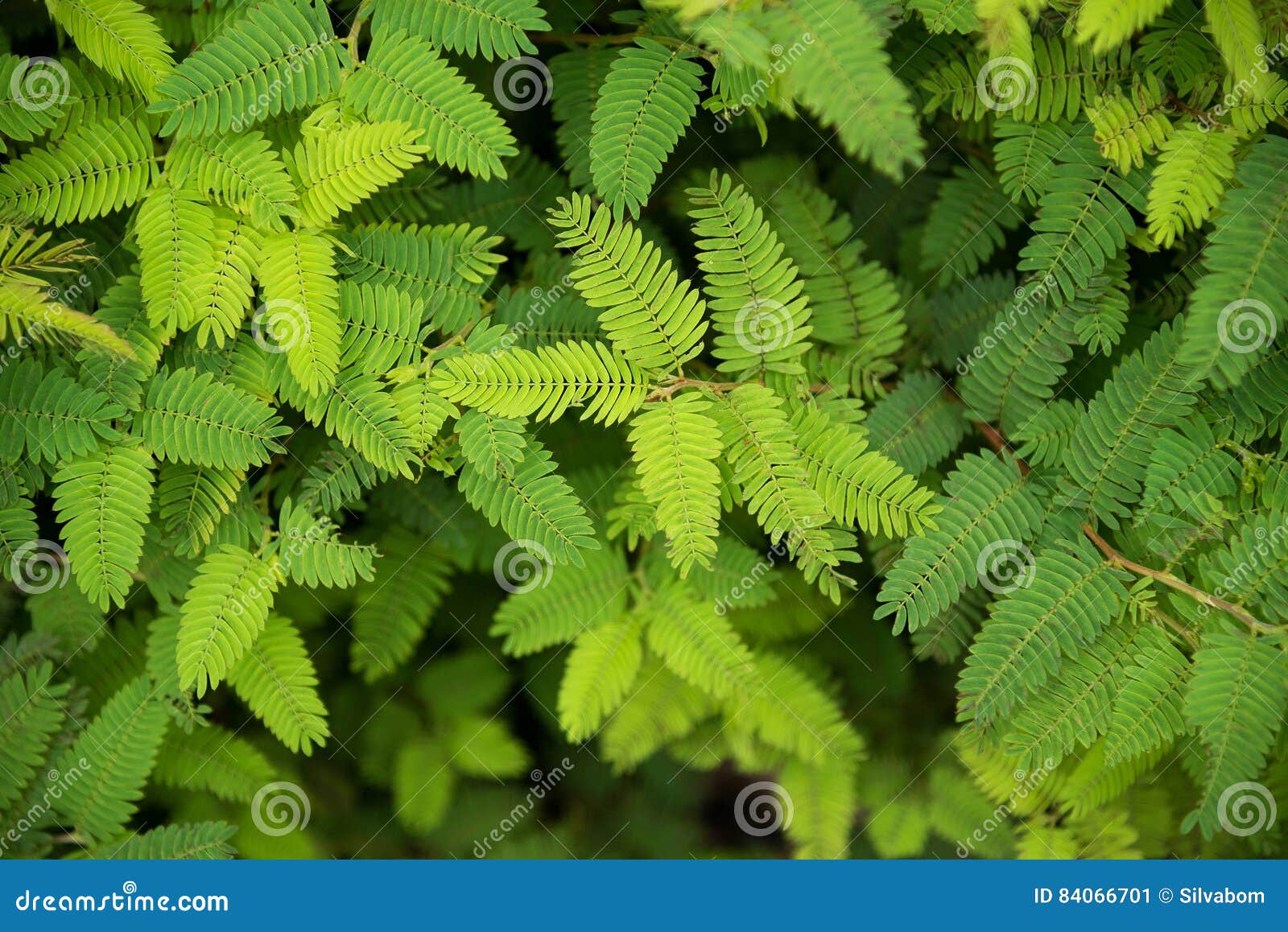 Acacia Green Leaves Nature Background Top View Stock Image - Image of ...
