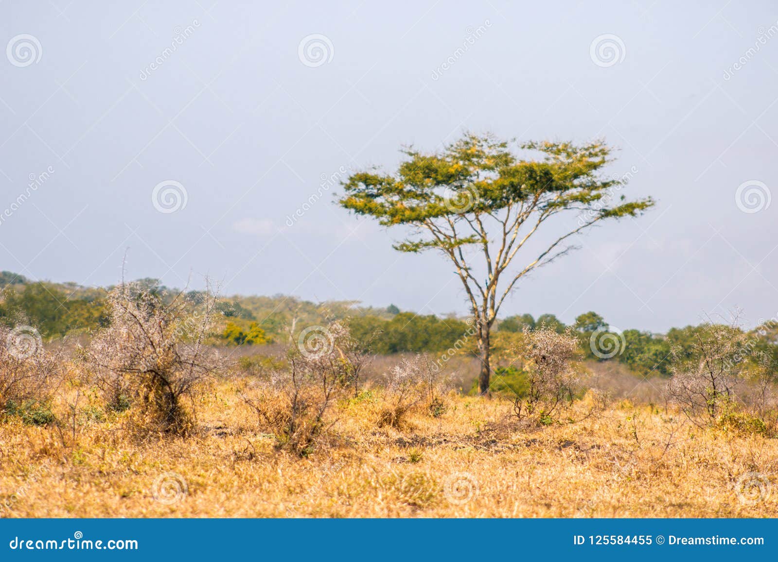 Killing Tree Phnom Penh Cambodia Khmer Rouge Pol Pot Royalty-Free Stock ...