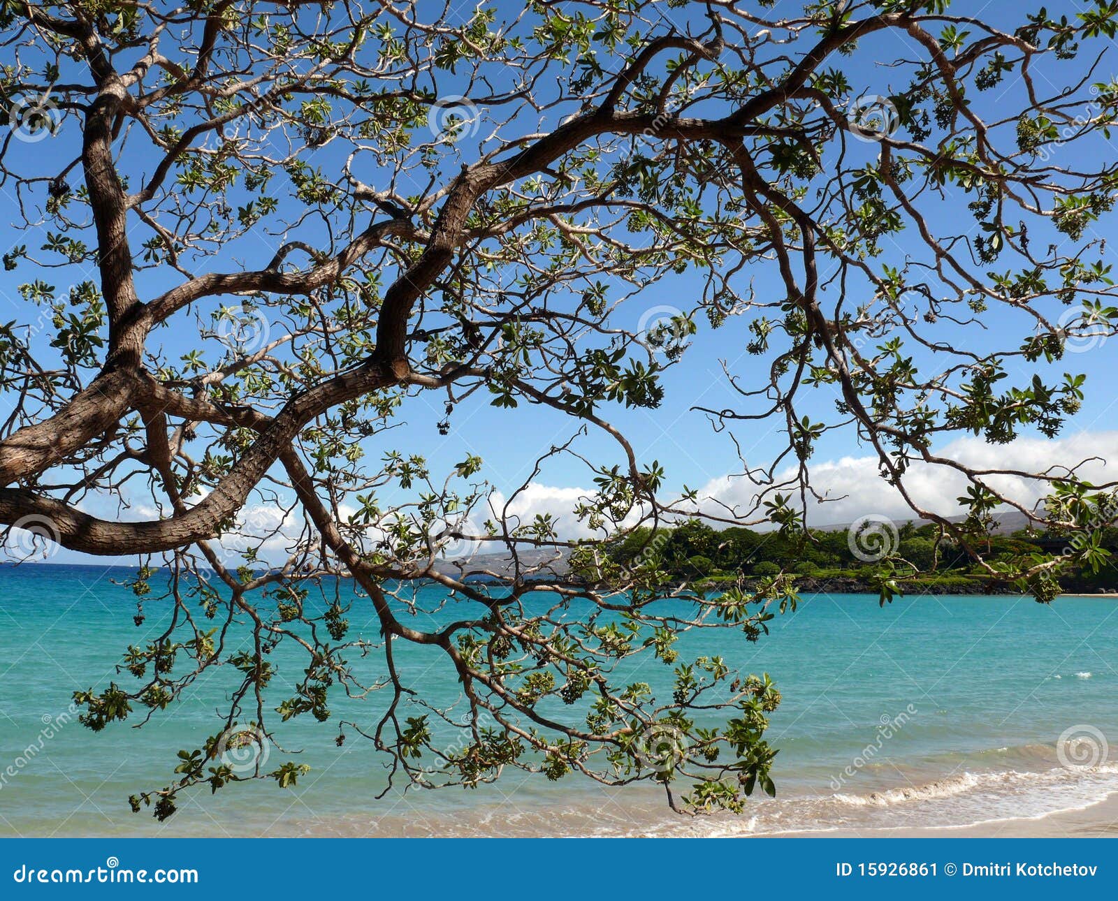 Acacia koaia on a beach stock image. Image of grove, bark - 15926861