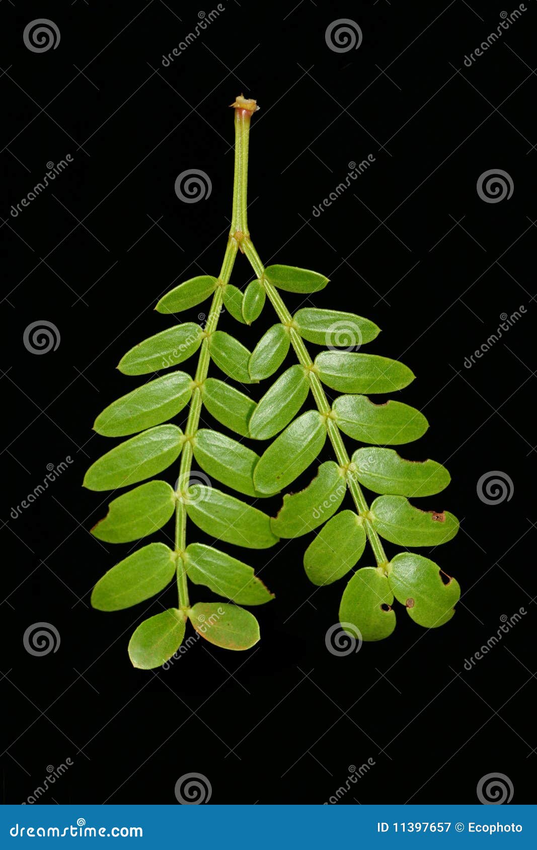 Acacia leaf stock image. Image of foliage, growth, natural - 11397657