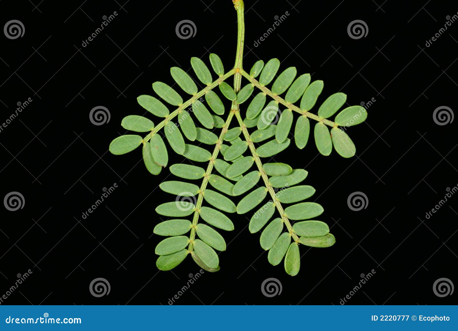 African Acacia Tree Leaves