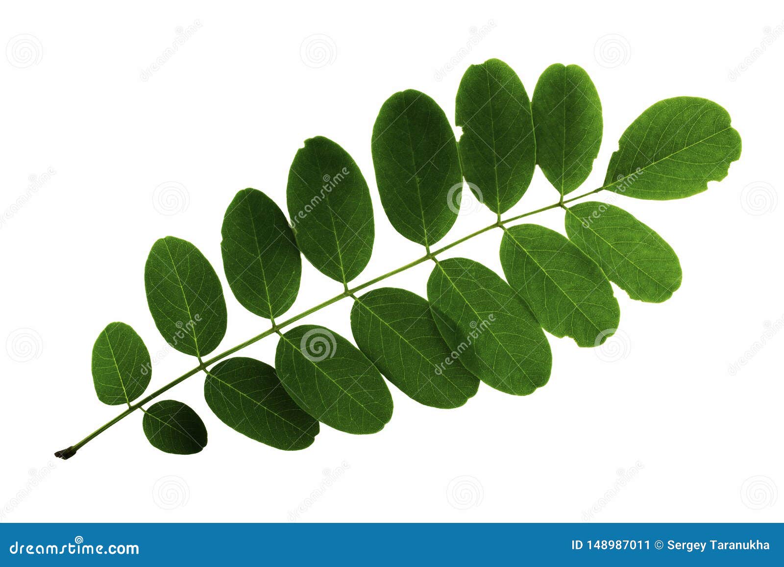 Acacia Leaf, Soap Pod Acacia Concinna Willd. DC. Green Leaves ...
