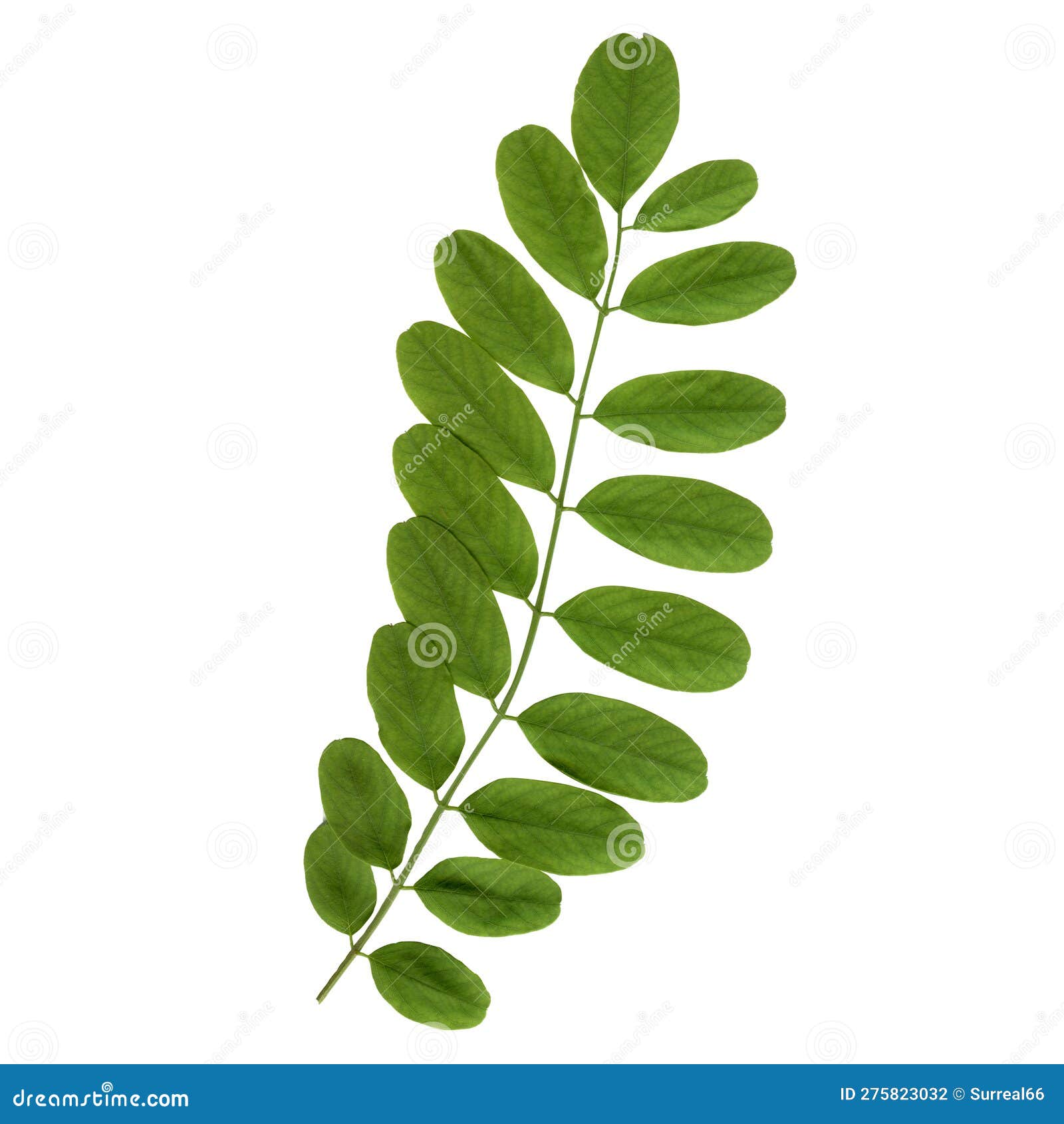 Acacia Leaf Isolated on White Background Stock Photo - Image of ...