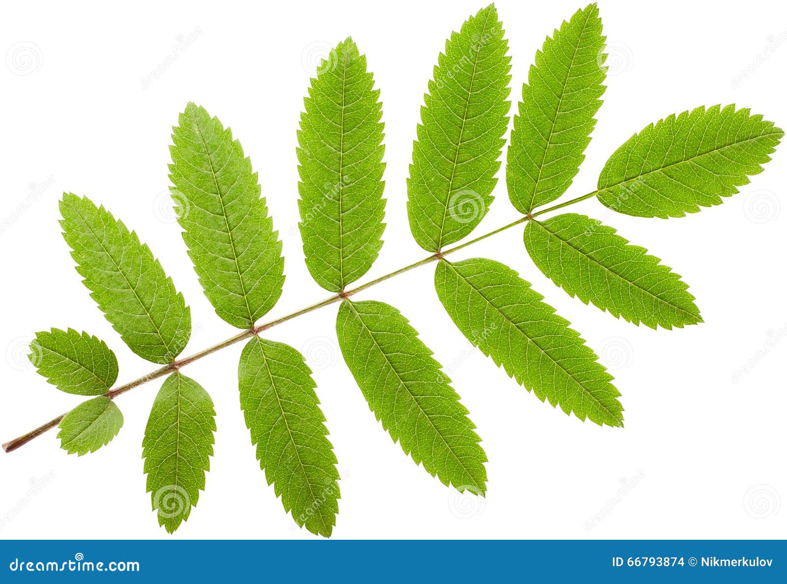 Acacia leaf stock photo. Image of background, shape, botanical - 66793874