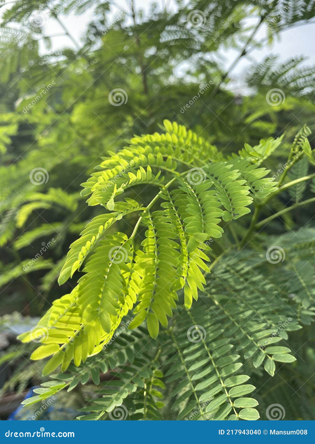 Acacia Leaf in Nature Garden Stock Photo - Image of tropical, closeup ...