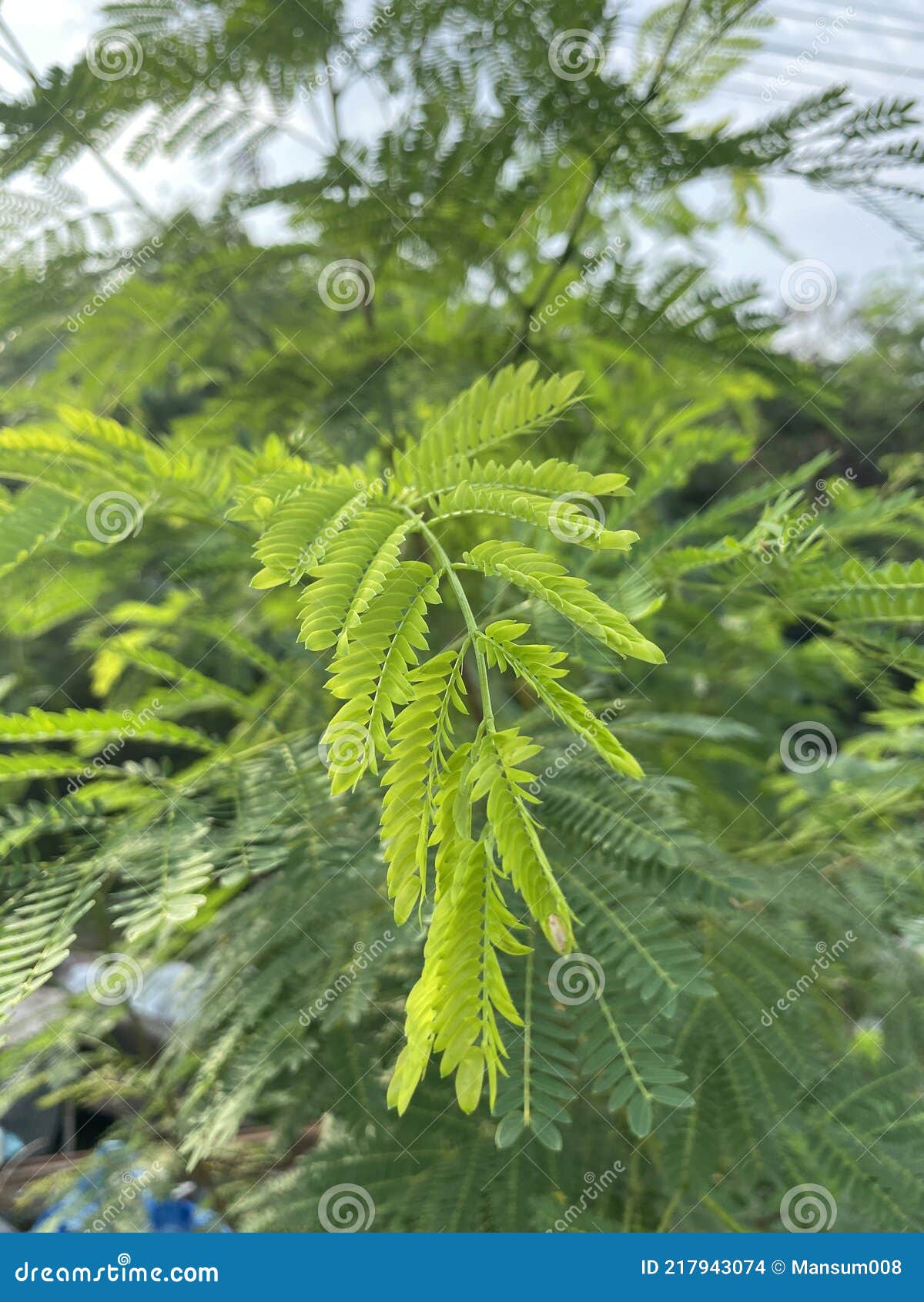 Acacia Leaf in Nature Garden Stock Photo - Image of green, fresh: 217943074