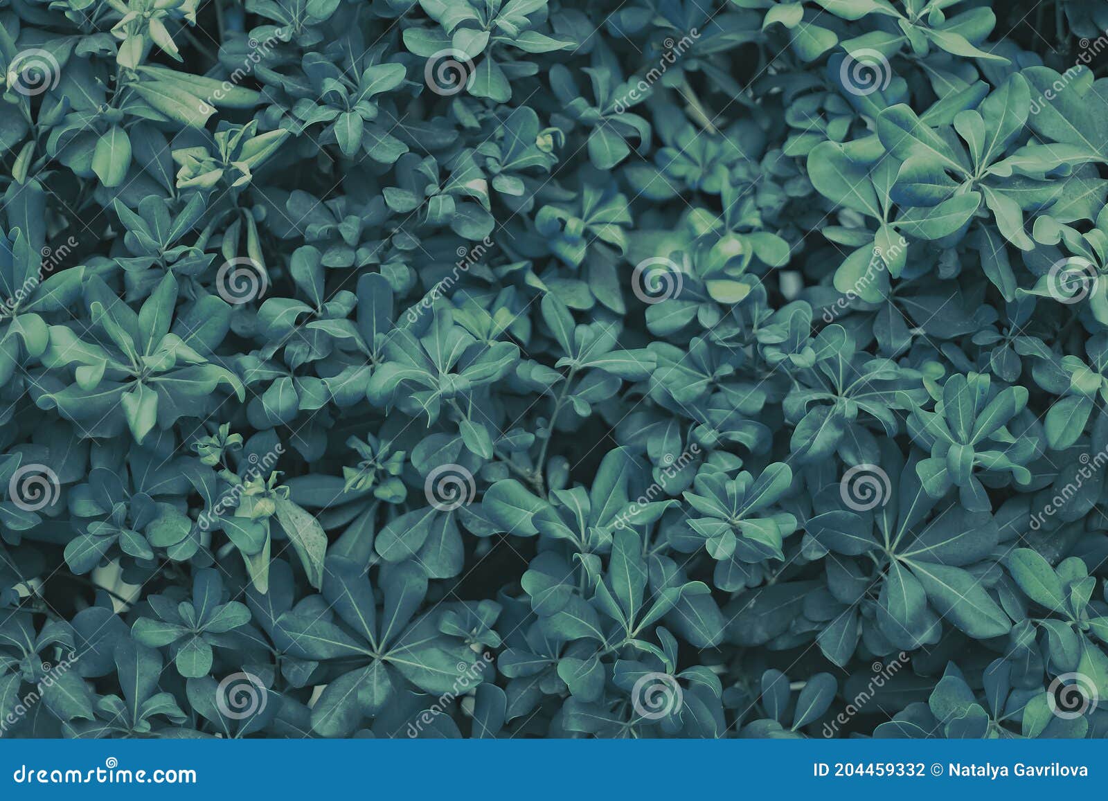Acacia Leaves are Dark Green in Color, Texture Stock Photo - Image of ...