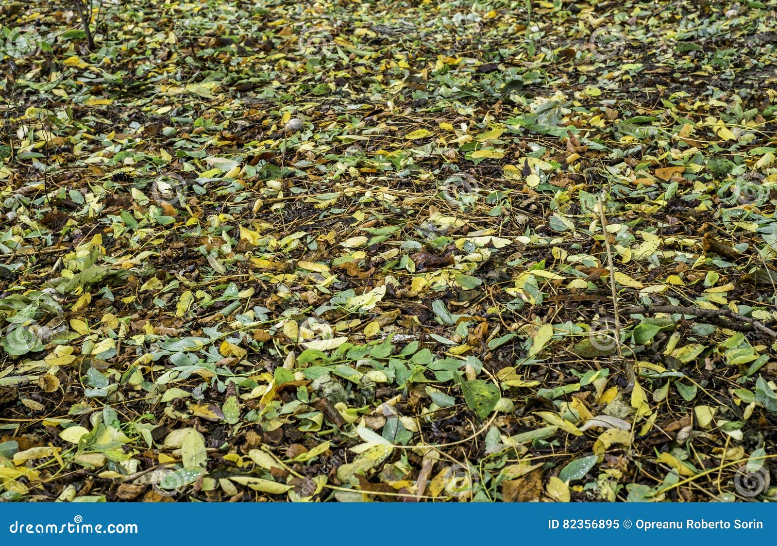 Acacia Leaves On The Ground. Stock Image | CartoonDealer.com #82356895