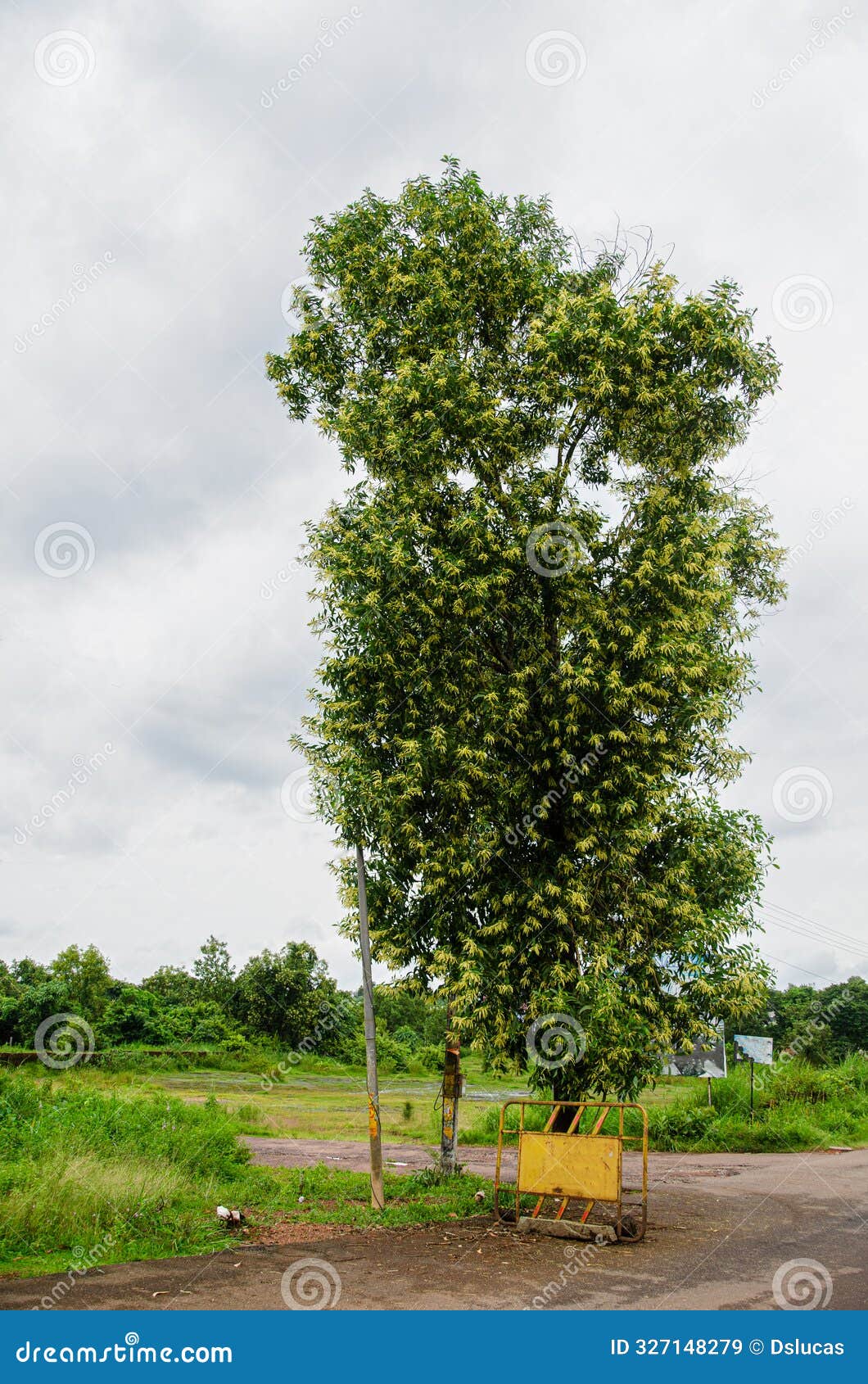 Acacia Mangium Tree in Full Blossom Stock Image - Image of australian ...