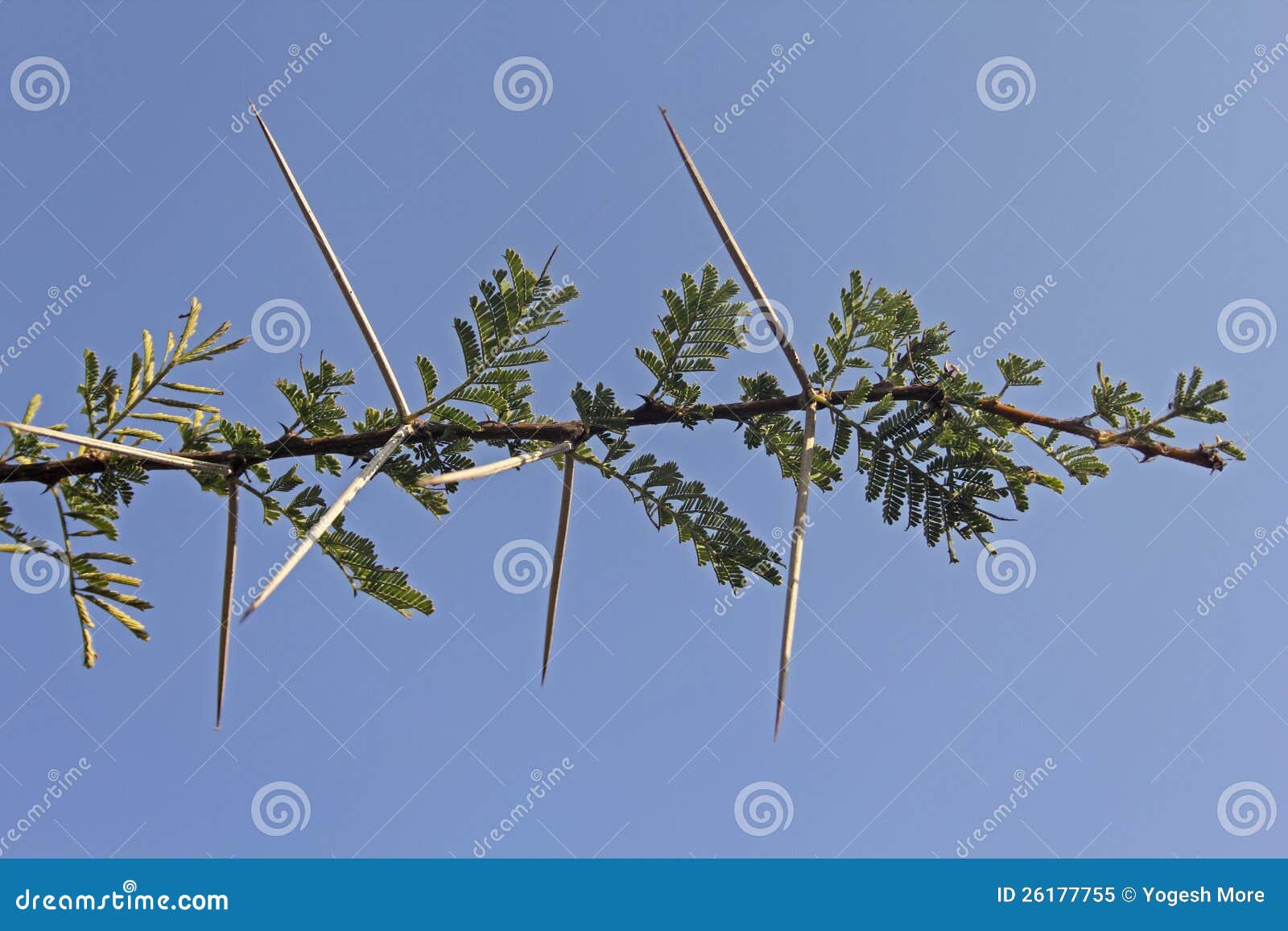 Acacia Nilotica image stock. Image du nature, cultivez - 26177755