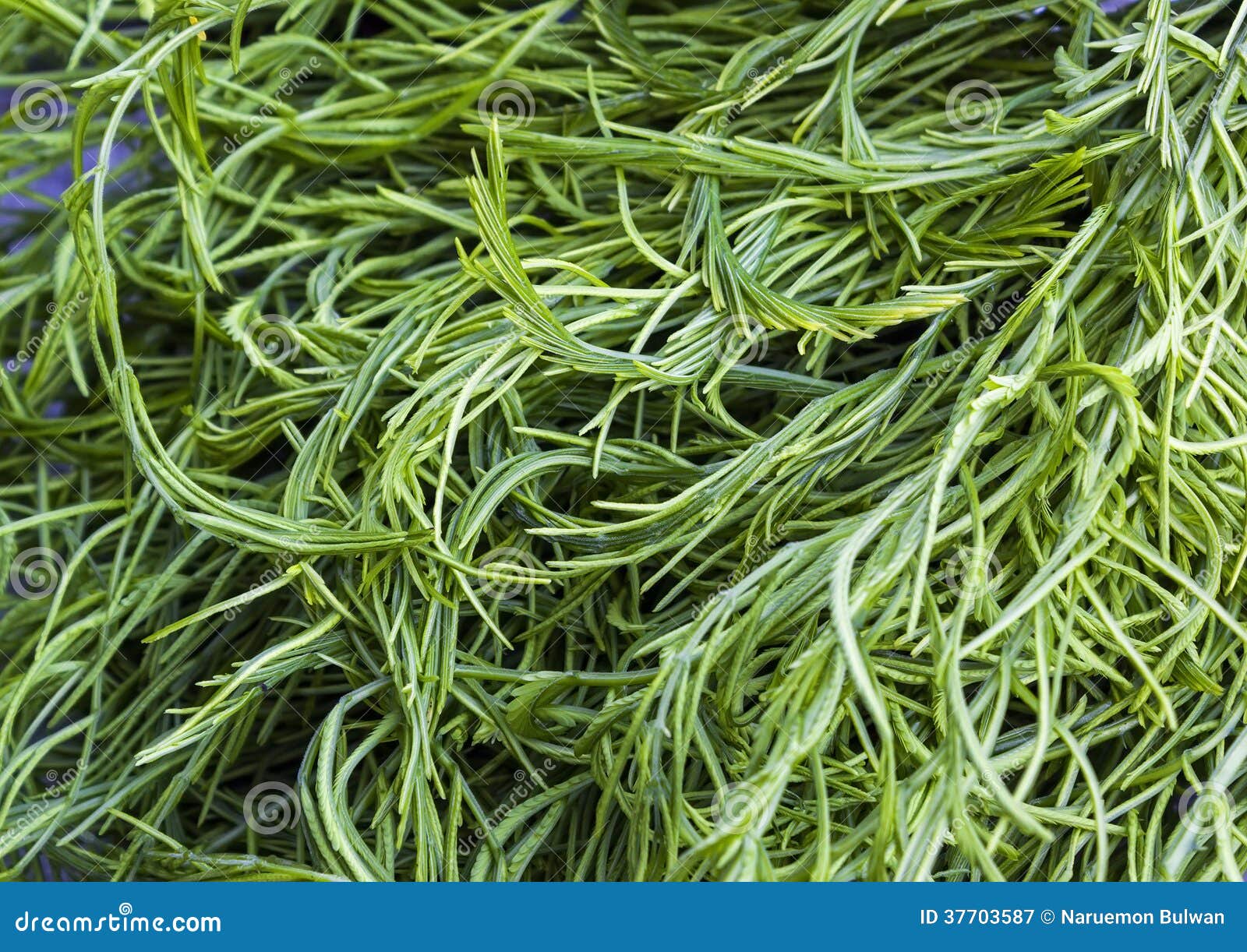 Acacia Pennata stock image. Image of healthy, acacia - 37703587