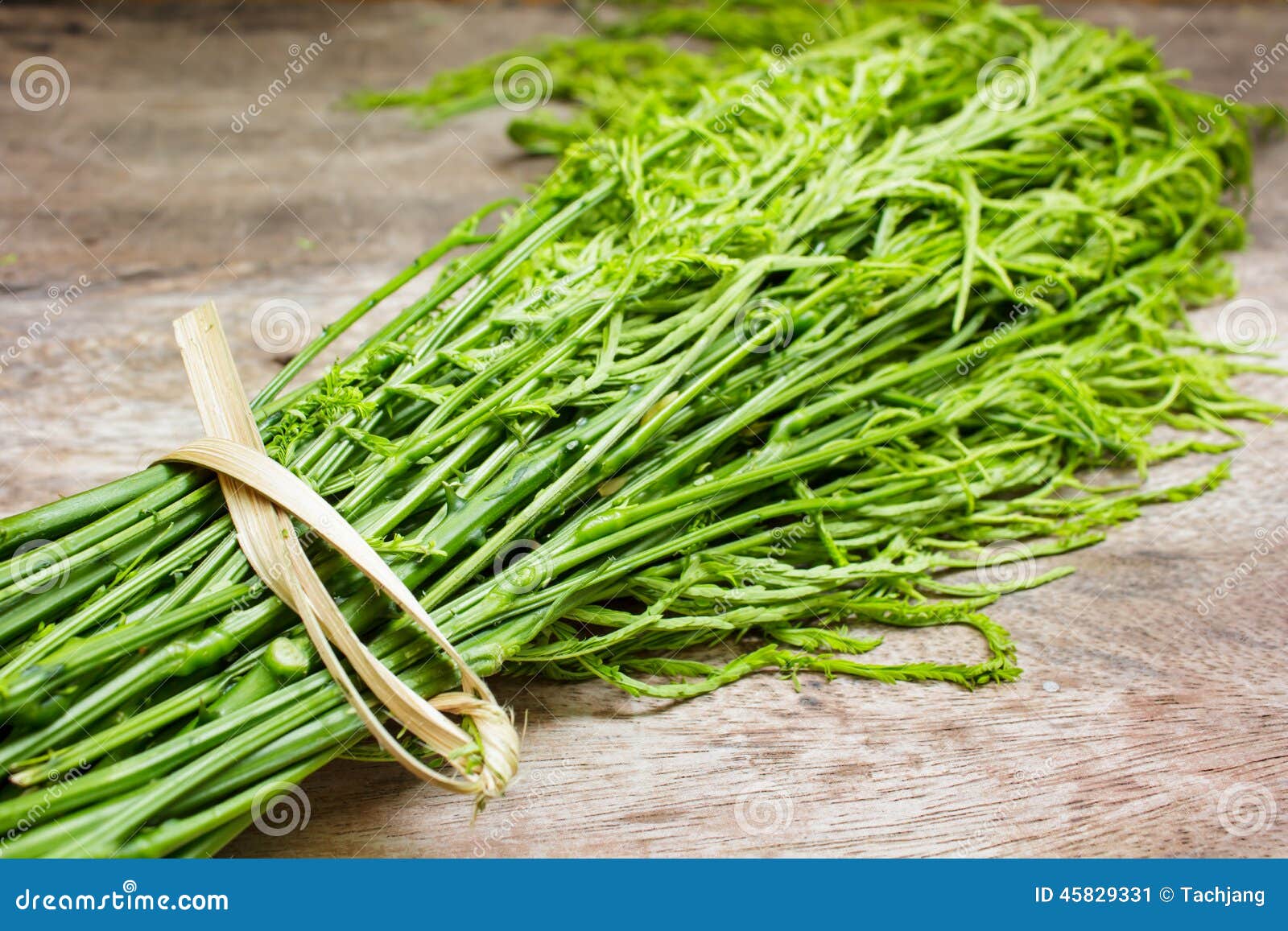 Acacia pennata or cha-om. stock image. Image of botany - 45829331