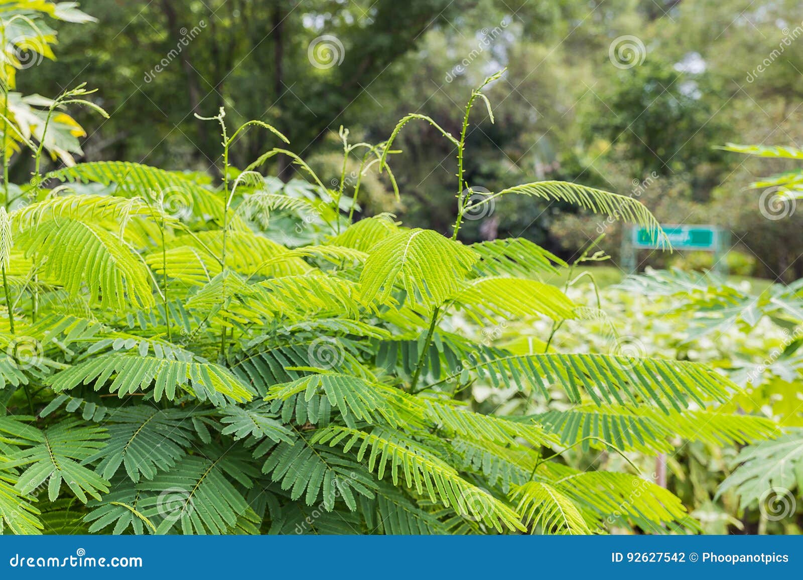 Acacia pennata stock photo. Image of pennata, nature - 92627542