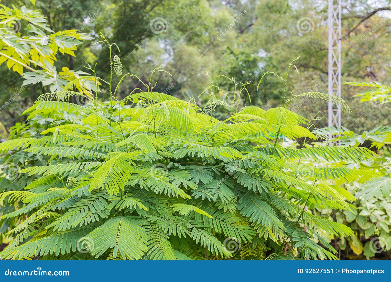 Acacia pennata stock image. Image of garden, green, vegetable - 92627551