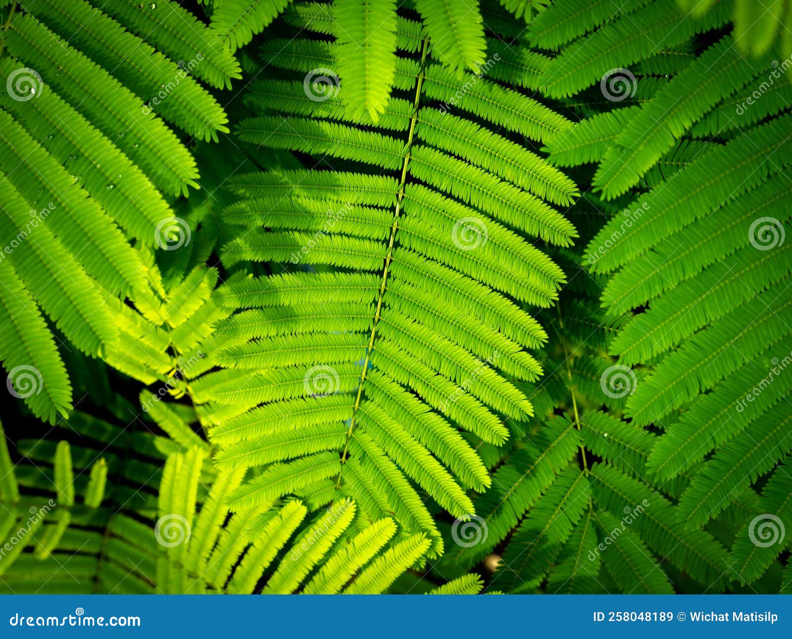 Acacia Pennata Leaves are Arranged in Row Stock Image - Image of exotic ...