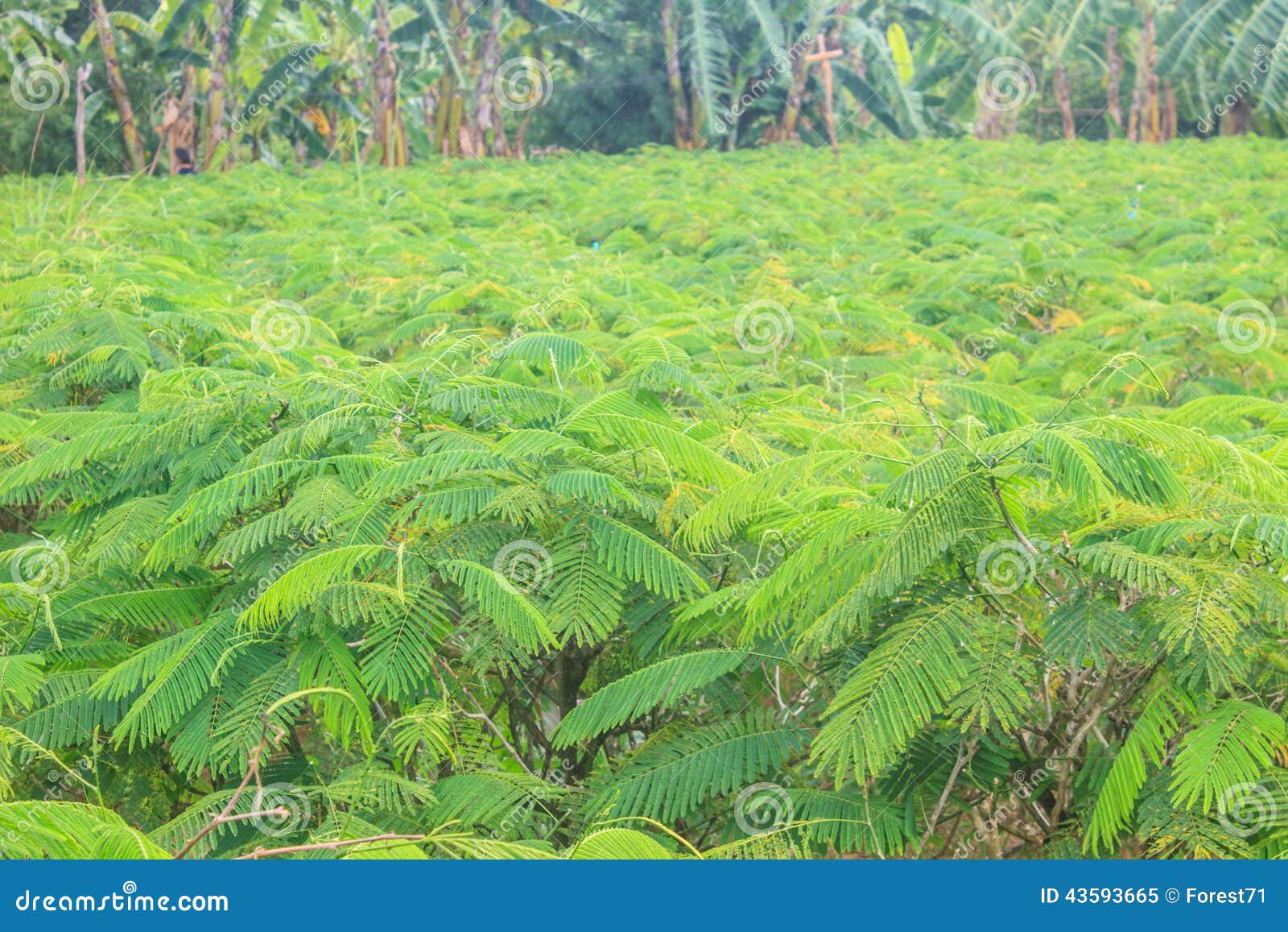 Acacia pennata tree farm stock image. Image of farm, horticulture ...