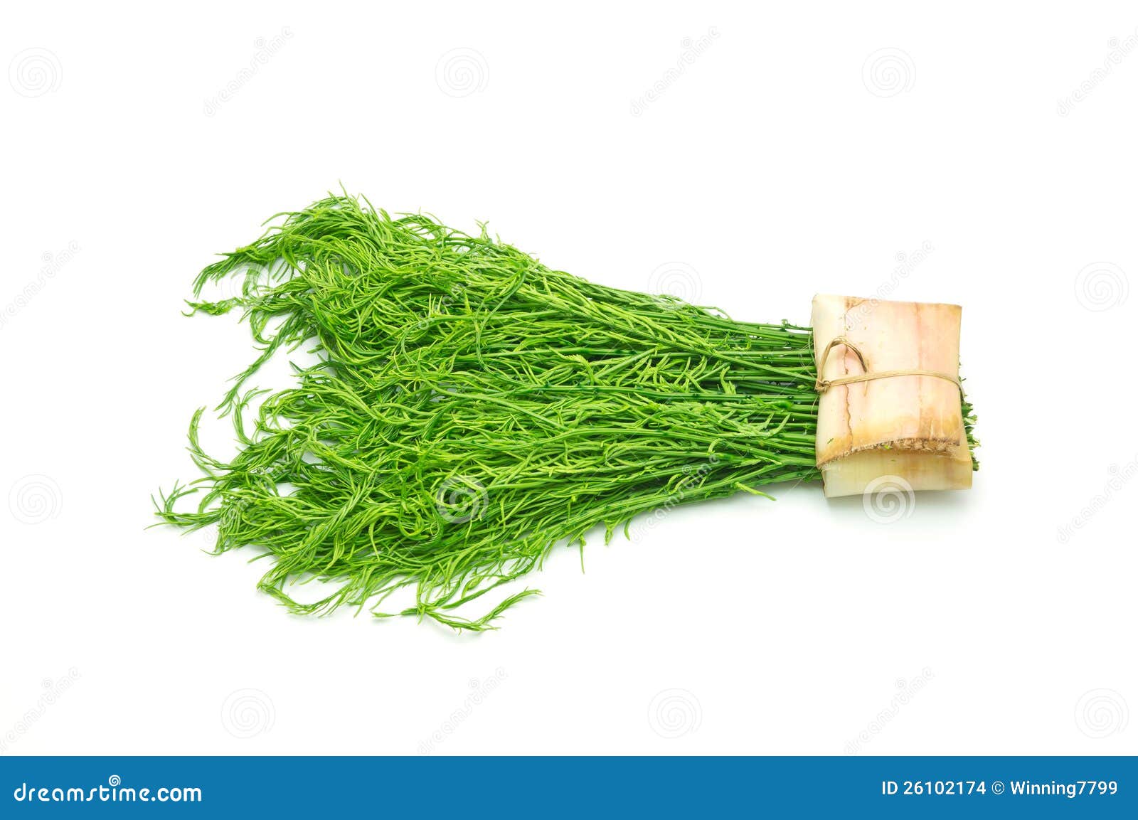 Acacia Pennata Willd Insuavis Nielsen Mimosaceae - Senegalia Pennata On ...