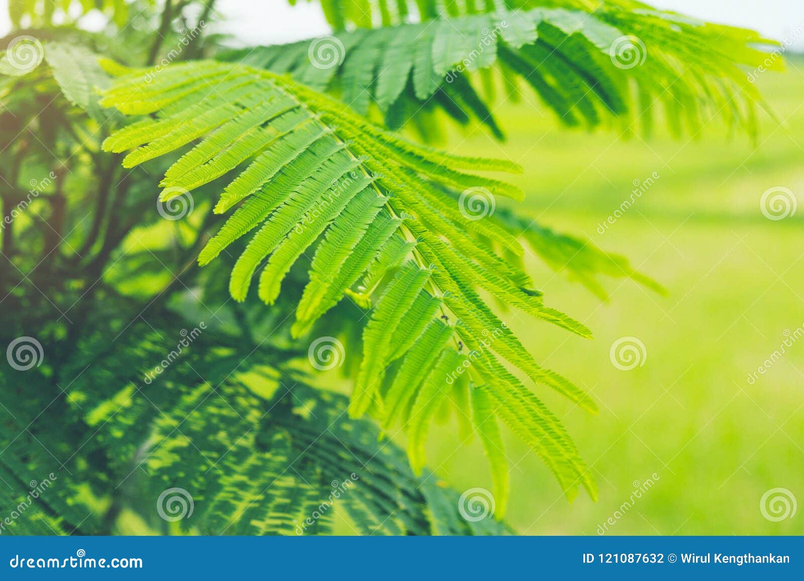 Acacia Pennata Vegetable,Climbing Wattle Tree, Cha-om in Thai La Stock ...