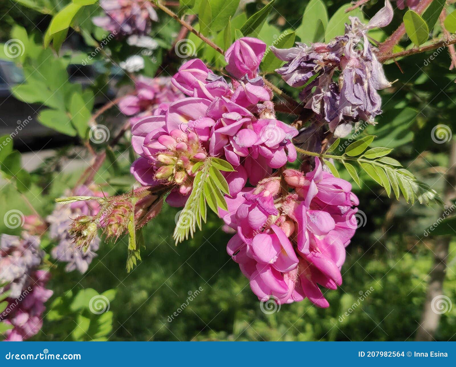 Acacia pink stock photo. Image of blossom, gardening - 207982564