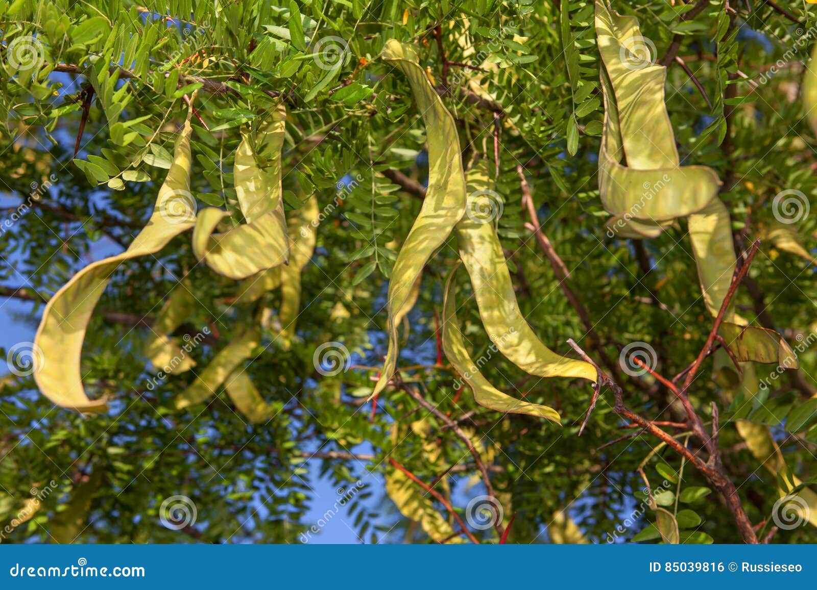 Acacia pods stock photo. Image of twigs, thorns, leaves - 85039816