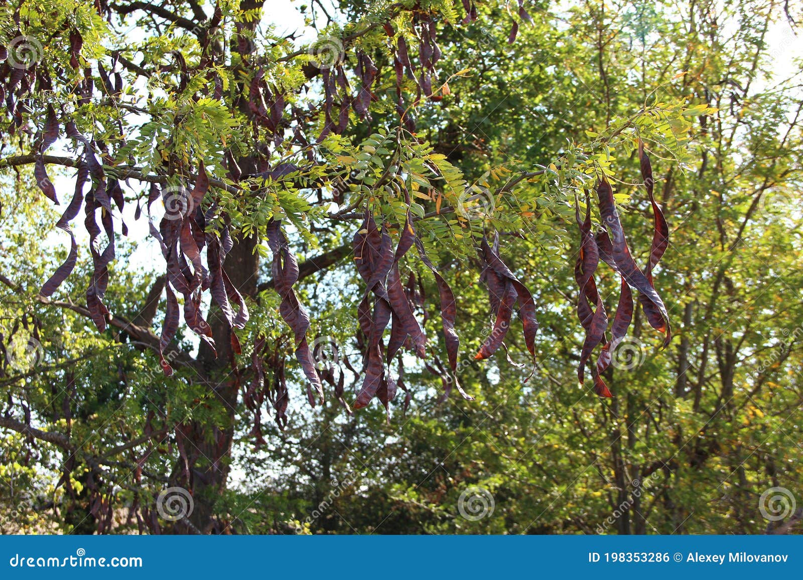 Acacia Pods with Seeds on a Tree Stock Photo - Image of background ...