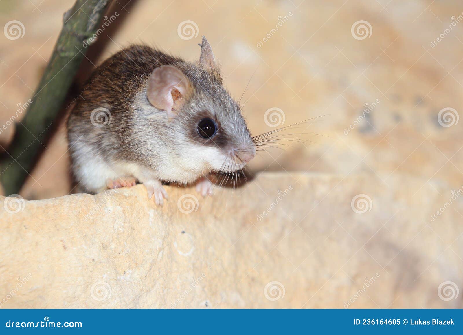 Acacia rat stock image. Image of thallomys, mammal, rodent - 236164605