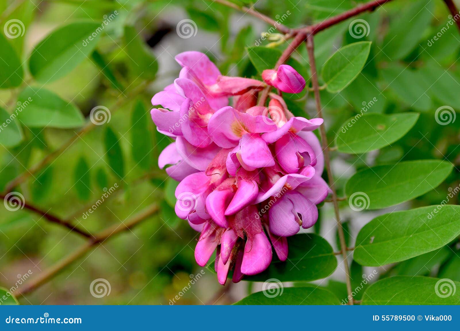 Acacia rosa fotografia stock. Immagine di acacia, rosa - 55789500