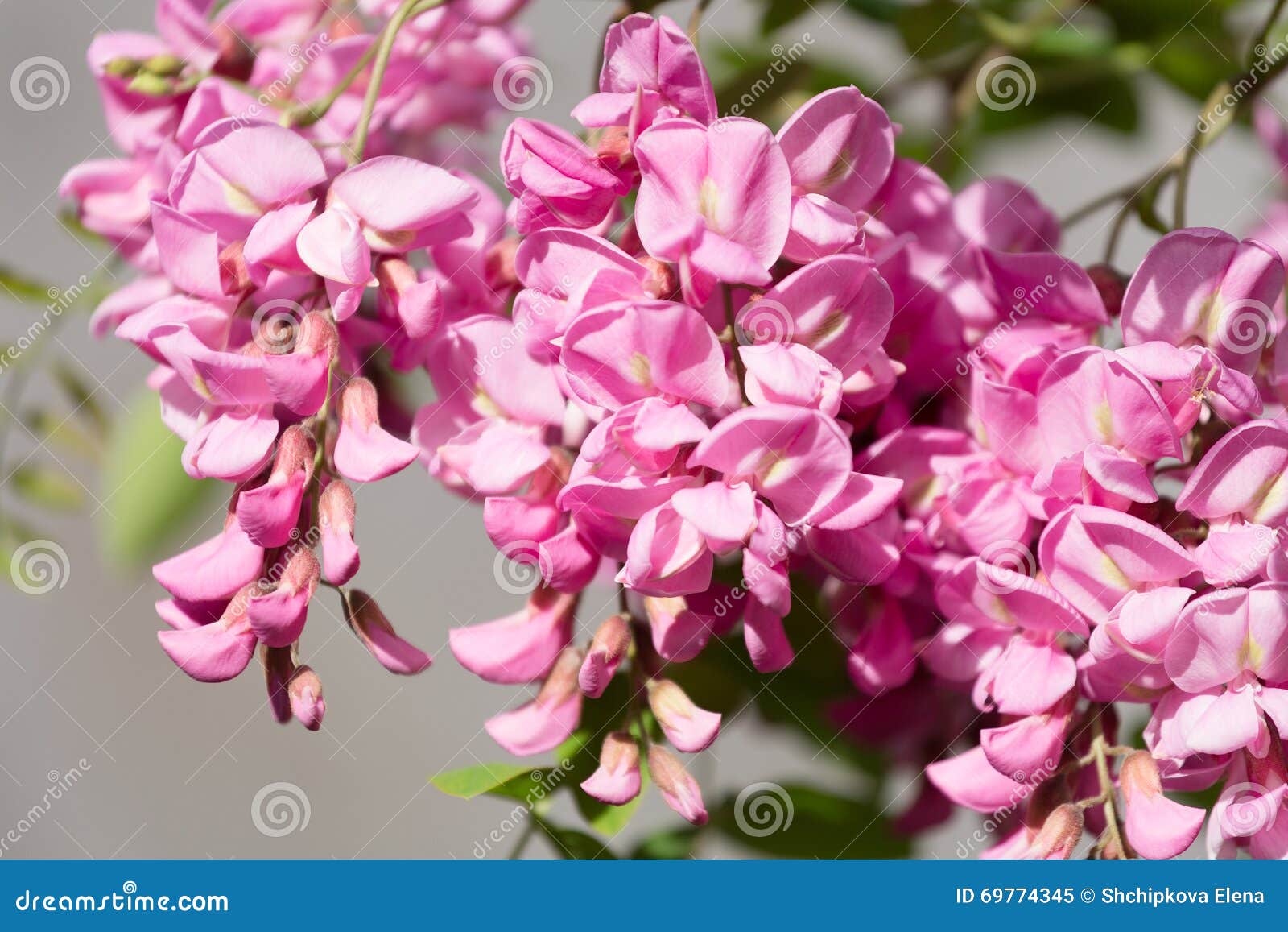 Acacia rose de floraison image stock. Image du robinier - 69774345