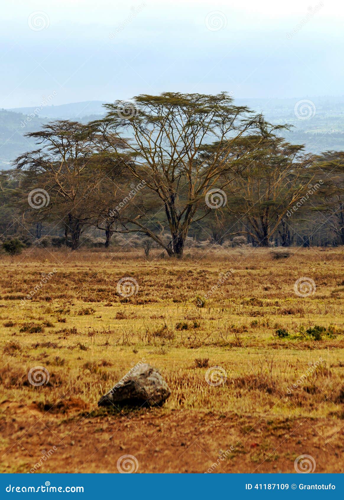 Acacia's Op De Afrikaanse Savanne Stock Afbeelding - Image of ...