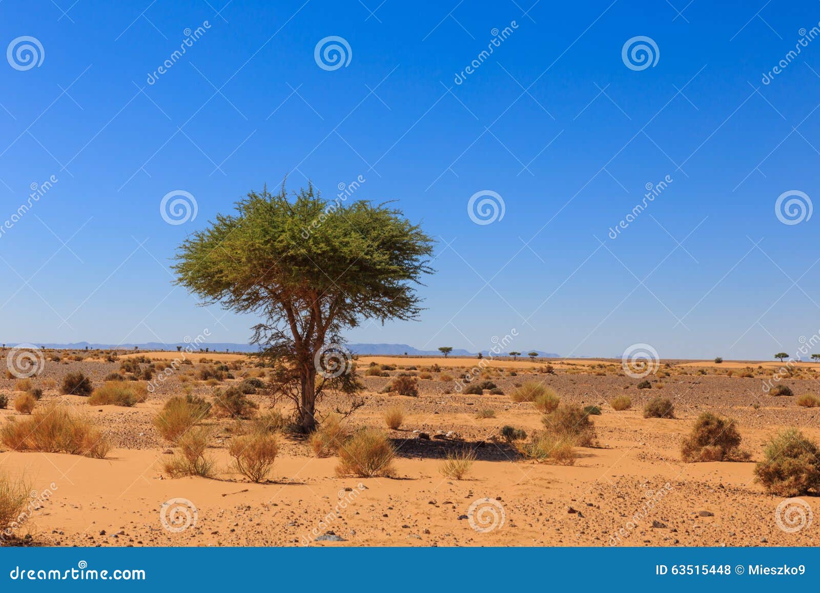 Acacia in the Sahara Desert Stock Photo - Image of botanical, outdoor ...