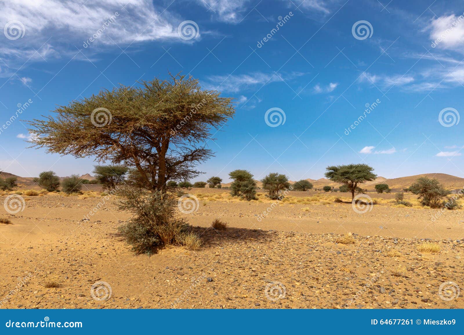 Acacia in the Sahara Desert Stock Image - Image of agriculture, flora ...