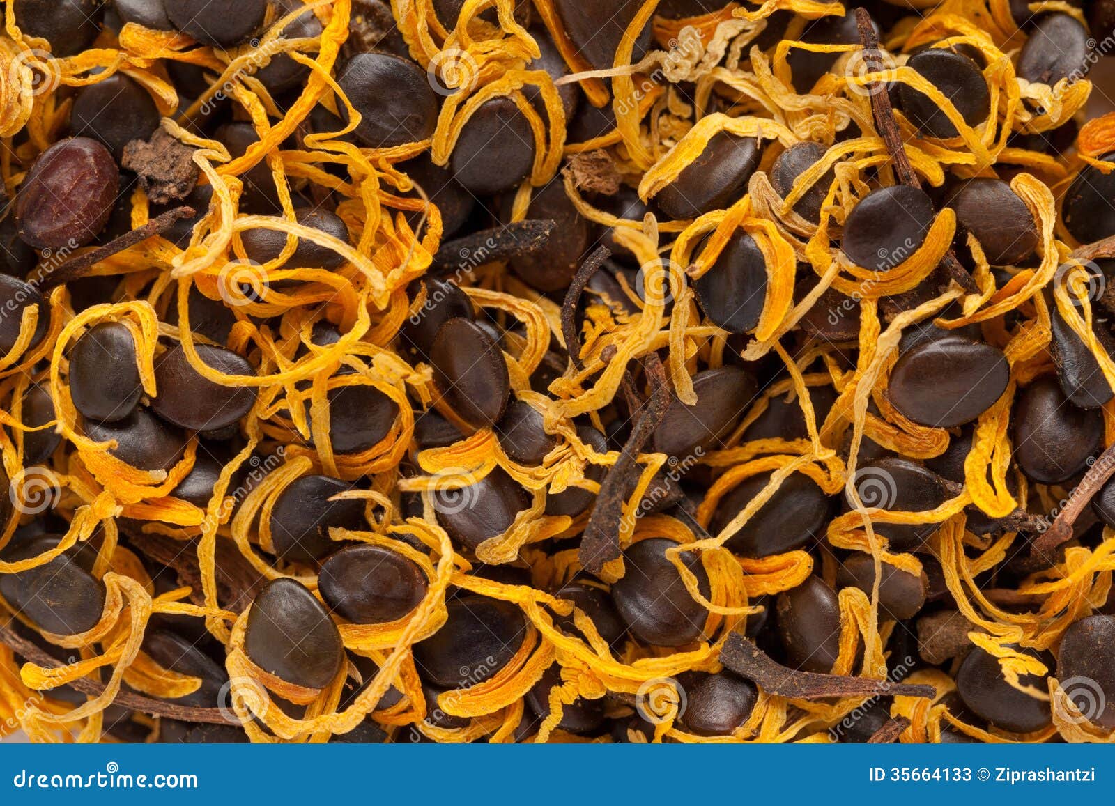 Acacia seed stock image. Image of black, medicinal, small - 35664133